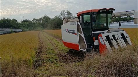 벼 수확을 콤바인 작업하고 있습니다 Youtube
