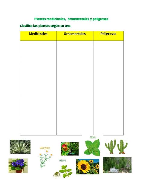 Clasificación De Plantas Para Primero De Primaria