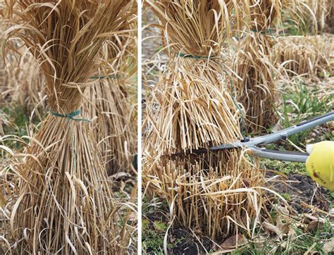 How To Grow Switchgrass Garden Gate