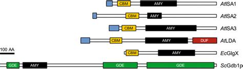 The Domain Structure Of Debranching Enzymes The Arabidopsis Download Scientific Diagram