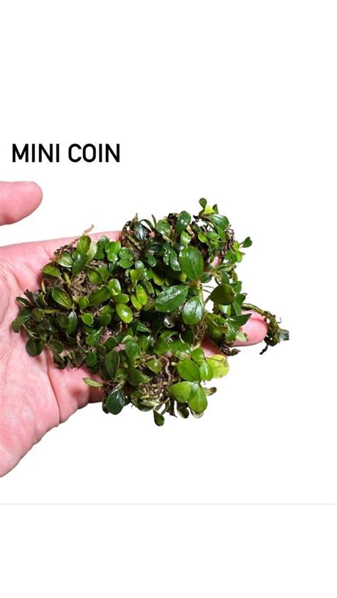 Bucephalandra Sp Clumps Mini Catherine Lamandau Mini Dark Catherine Mini Coin Furniture