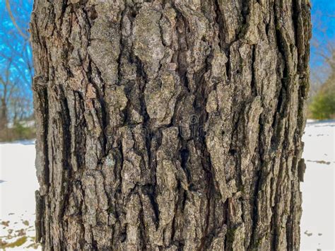 Tree Identification Swamp Chestnut Oak Quercus Michauxii Stock Image