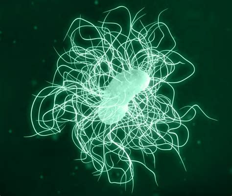 C Diff Infection Prevented In Transplant Patients Using Oral Vancomycin