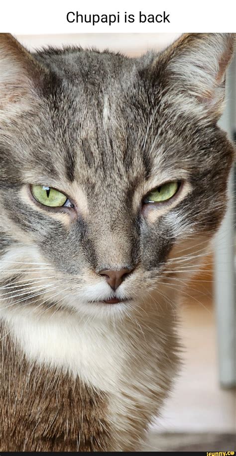 Chupapi Is Back Ifunny