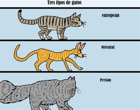 Tres Tipos De Gatos On Behance