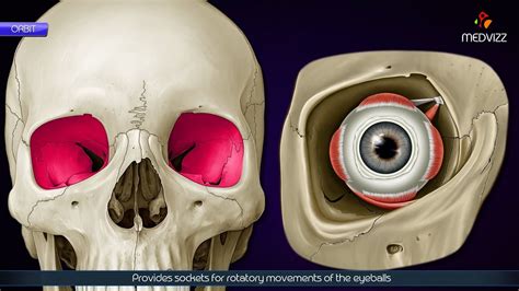Orbit Anatomy Surgical Approaches To The Orbit Operative Techniques