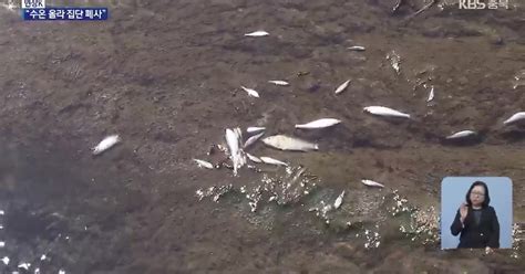 현장k 도심 하천 물고기 떼죽음 무더위에 수온 상승”