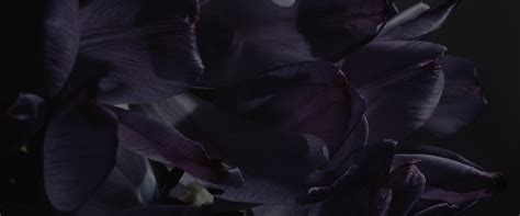 Dr Daniel Straka Pēkomd®