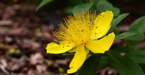 How To Grow Hypericum 2025 Propagation And Care Guide