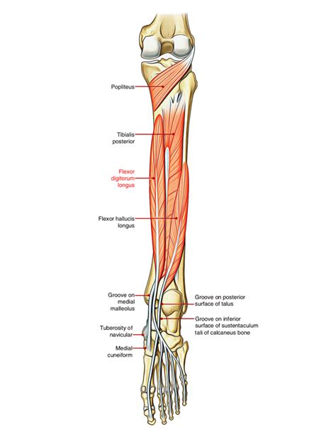 Flexor Digitorum Longus Earths Lab