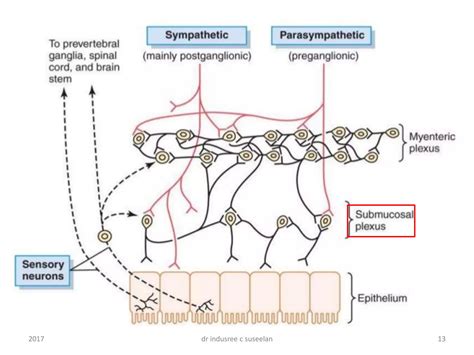 Enteric Nervous System Pdf