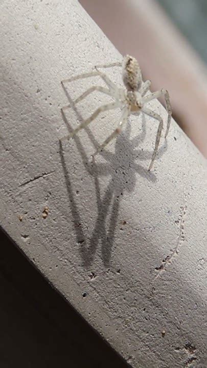 паутина выходит из попы поэтому если человек паук был реальным это было бы поистине зрелищно