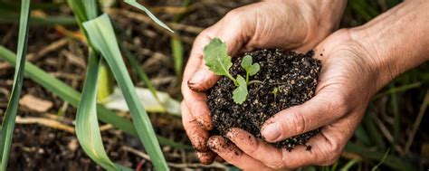 What Are The Uses Of Compost