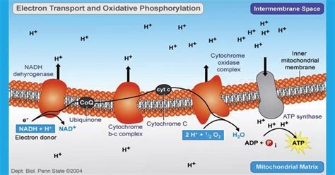 Oxidative Phosphorylation Steps