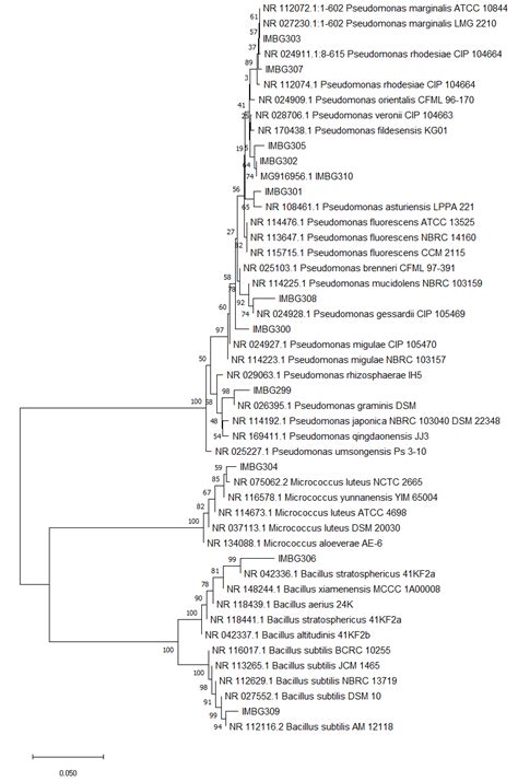 Phylogenetic Tree Generated From Endophyte Isolates And Their Closest