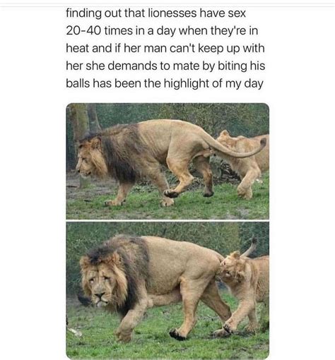 Lion Eating Pussy Meme