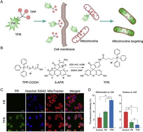 Mitochondria Targeting Of Tfr A The Illustration Of The Structure Of