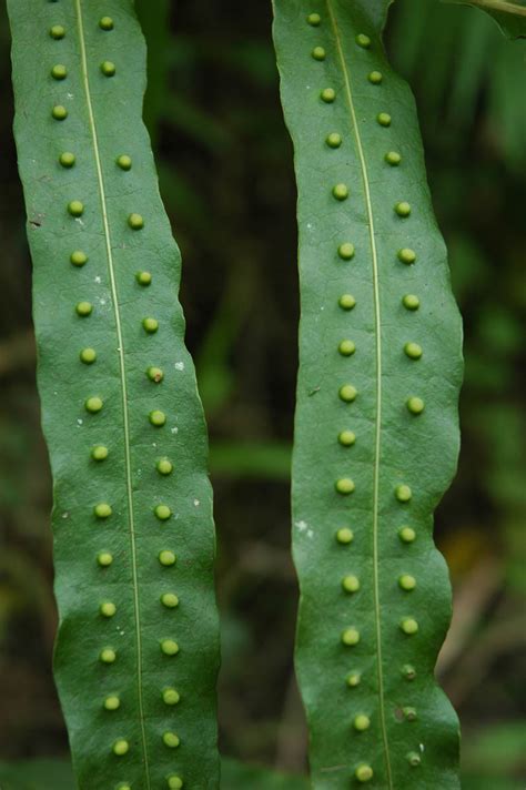 Microsorum Membranifolium Polypodiaceae