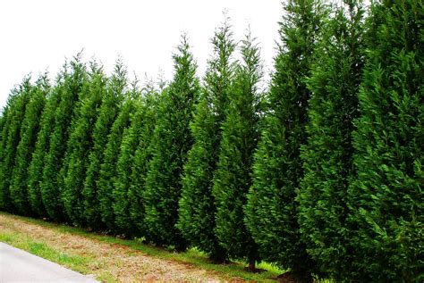 Cypress Trees The Complete Guide The Tree Center™