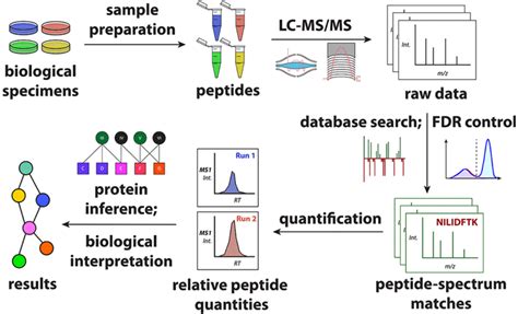 Peptide Quantification Service Mtoz Biolabs