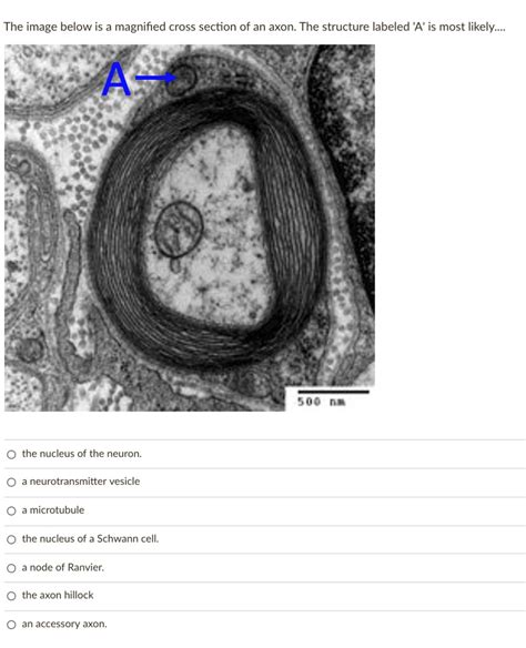 The Image Below Is A Magnified Cross Section Of An Axon The Structure Labeled A Is Most