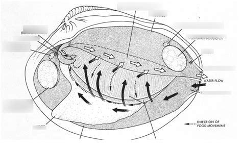 Bivalvia Anatomy Diagram Quizlet