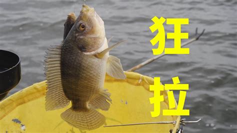 野x游x纪肝鱼人大型水库上斤大罗非连钓50斤跟老爹钓鱼去 YouTube