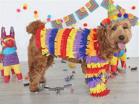 Donkey Pinata Costume