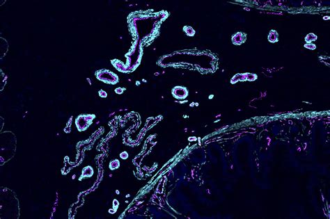 Scientists Create First Draft Of Human Cell Atlas For Disease Research Newsweek