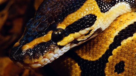 Обои для рабочего стола Змея картинки и рисунки на рабочий стол бесплатно