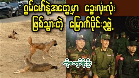 ဂွမ်မော်နဲ့ အတွေ့မှာ ခွေးလုံးလုံး ဖြစ်သွားတဲ့ မြောက်ပိုင်း ၃ ဖွဲ့ Youtube