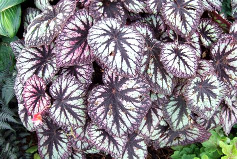 Rex Begonia Care Tips For Beautiful Plants