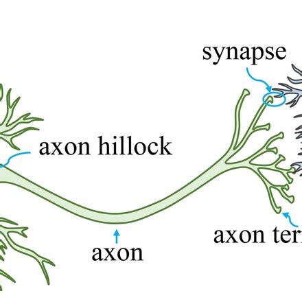 Diagram Of Neuron And Synapse Information Transfer Occurs At The Download Scientific Diagram
