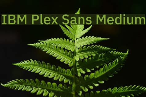 IBM Plex Sans Medium Font FFonts Net