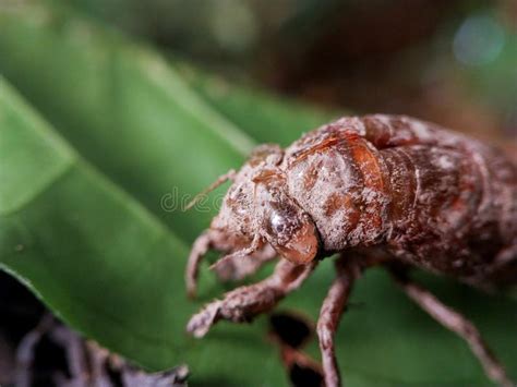 Katydid Insect Skin On Leaves Stock Image Image Of Wildlife Skin 312711249