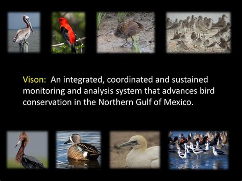 Towards A Gulf Wide Bird Monitoring Network Ppt Download