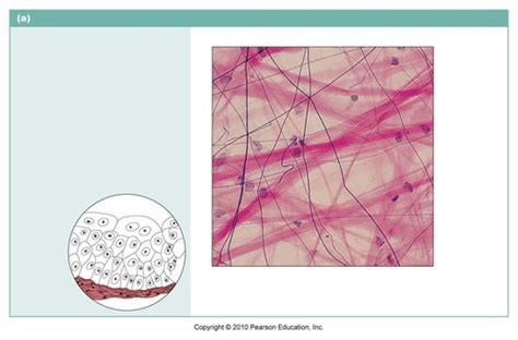 physiology lab histology ch 6 connective tissue slides 6 flashcards
