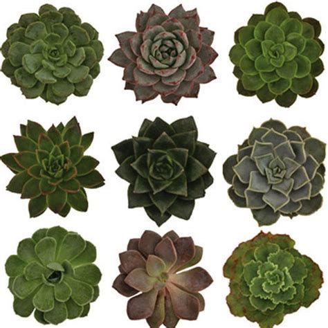 Succulent Meaning And Examples Flower Library By Bride And Blossom