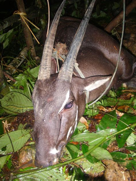 Asian ‘unicorn Sighted For First Time In Over Ten Years Iucn