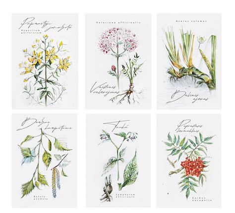 S O R C E R E S S S P O C K E T On Behance