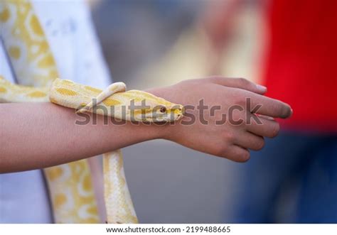 Python Arm Photos Images And Pictures Shutterstock