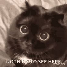 Nothing To See S Tenor