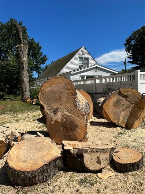 Gallery Experience The Beauty Of Our Tree Care Projects