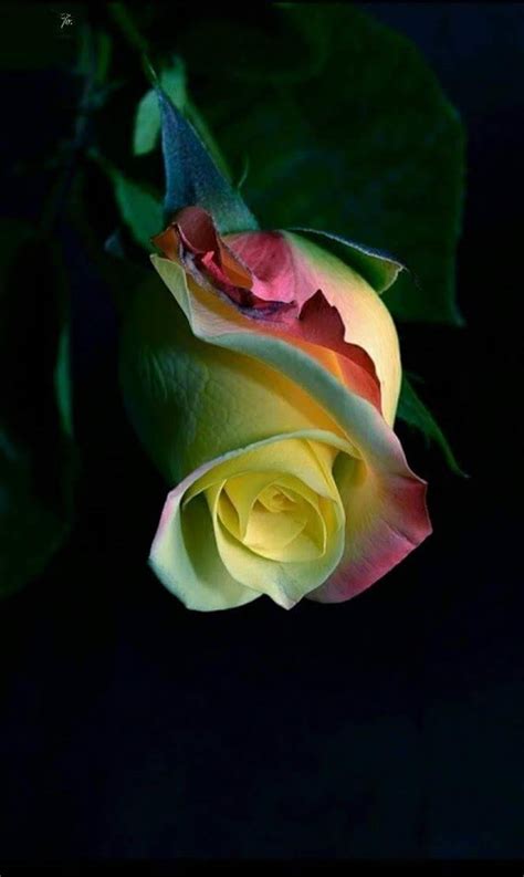 Nicephos — Aqua Isabelle 💕