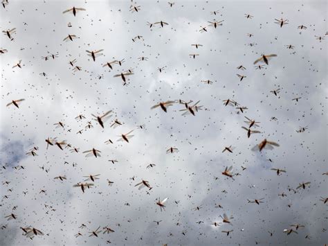 Locust Swarm Video