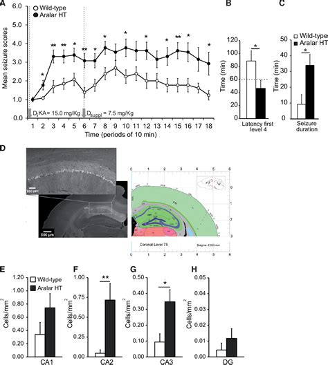 Figure 1 From L Lactate Mediated Neuroprotection Against Glutamate Induced Excitotoxicity