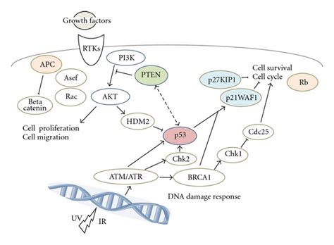 Schematic Representation Of Tumor Suppressor Signaling Including P53 Download Scientific