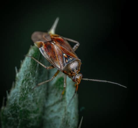 Types Of Bugs In Oahu Your Complete Guide — Mid Pacific Pest Control