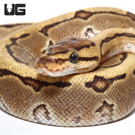 2018 Lavender Albino Spider Ball Python For Sale Underground Reptiles