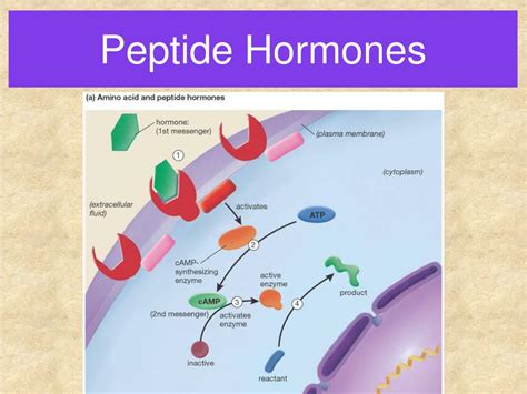 Ppt Endocrine System Powerpoint Presentation Free Download Id2968620